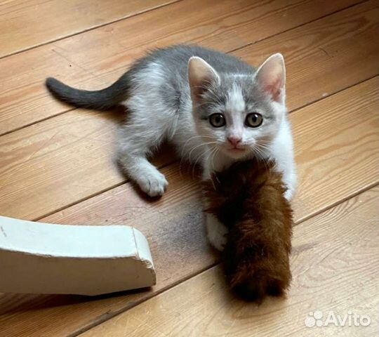 Котёнок девочка