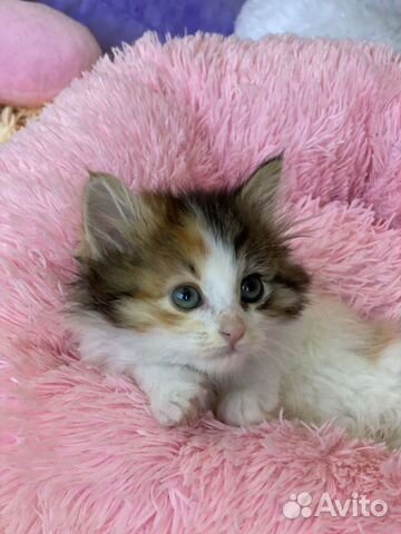 Котенок Тиффани в добрые руки)