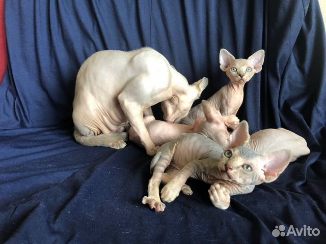 Канадский сфинкс котята