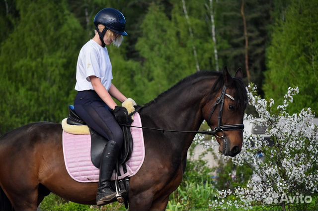 Молодой мерин