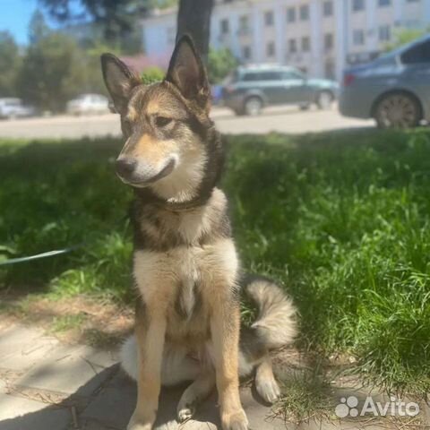 Собака в добрые руки отдам бесплатно