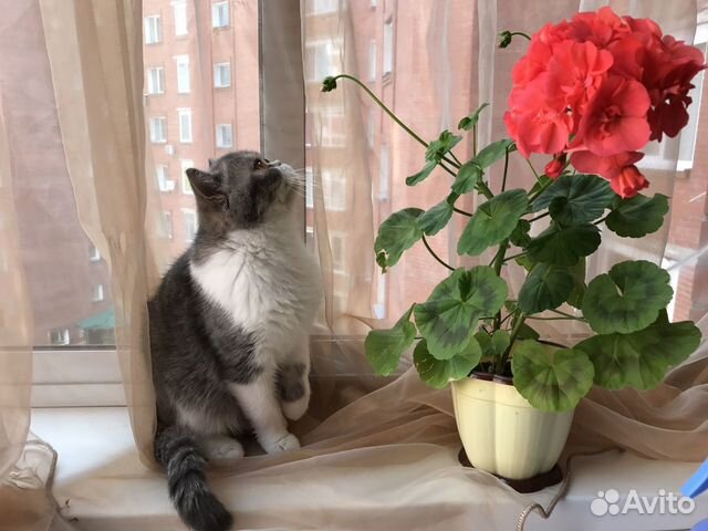 Взрослая кошка с родословной