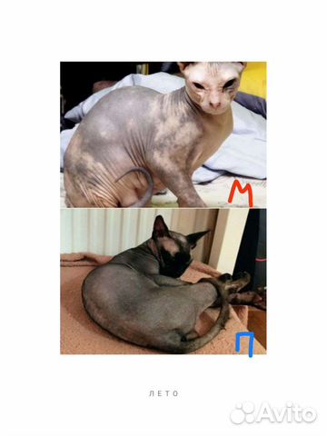 Канадский сфинкс котенок