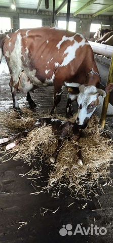 2 телочки недельные от этих коров
