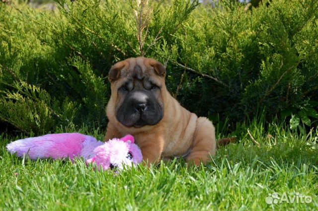 Шикарные щенки шарпея