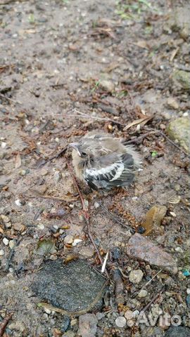 Отдам птенца в хорошие руки