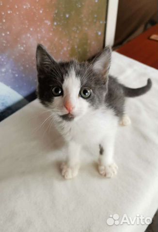 Котенок девочка ищет семью
