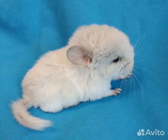 Шиншилла Белый Бриллиант девочка