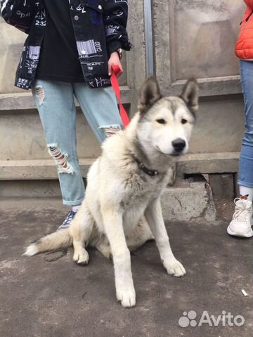 Найден щенок хаски ищу прежних хозяев