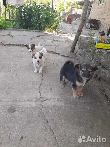 Мимимишные щенки ищут свой дом