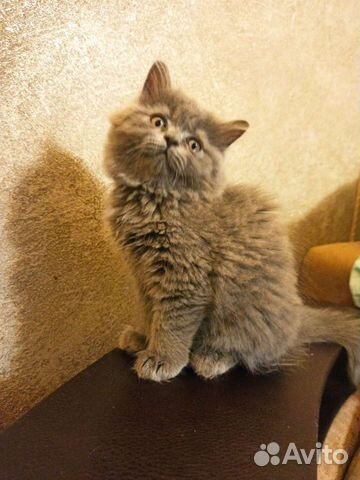 Персидский котёнок