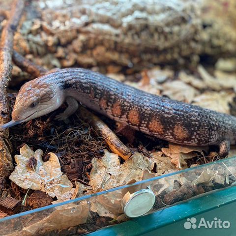 Пара синеязыких сцинков интермедия