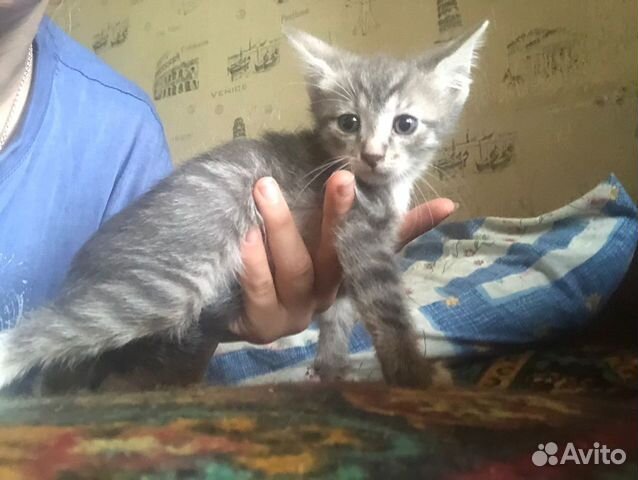 Дымчатый котенок-мальчик,2 мес