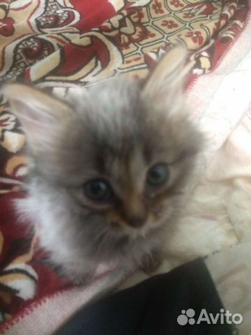 Котята