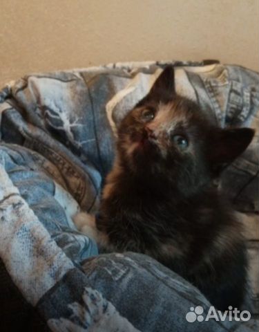 Малышка Фея