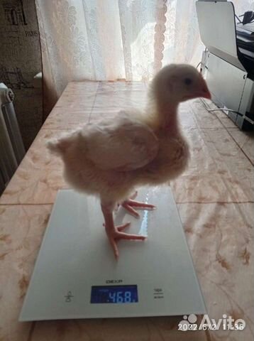 Цыплята бройлеры росс 308