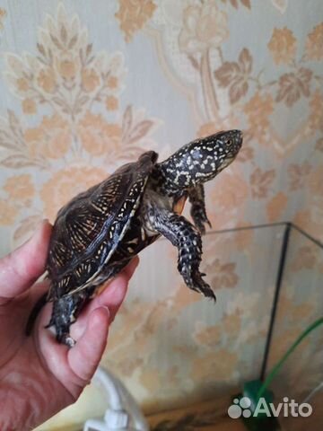 Черепашонок с аквариумом и фильтром