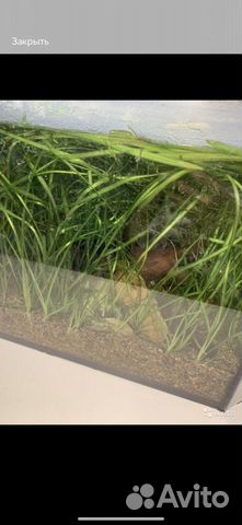 Валлинсерия