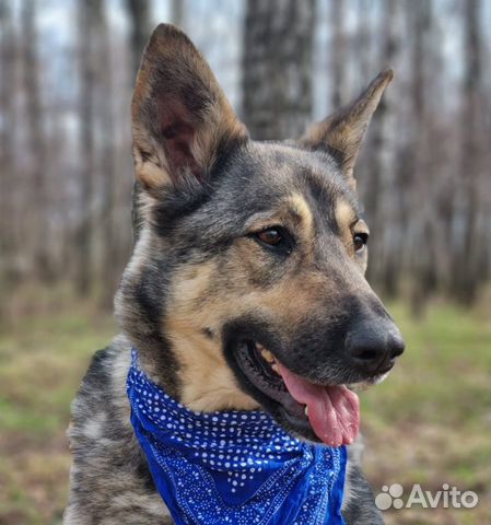Восточноевропейская овчарка