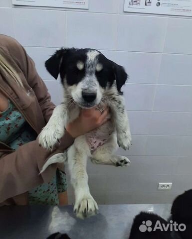 Щенки 2 месяца