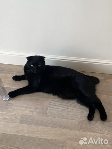 Кот
