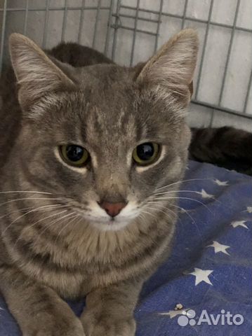 Зеленоглазый красавчик Кеша ищет семью