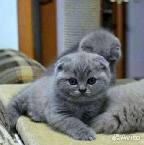 Лучшая в помете-голубая красавица