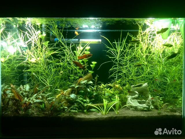 Погостемон октопус