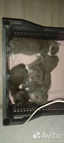 Три кота и одна кошечка