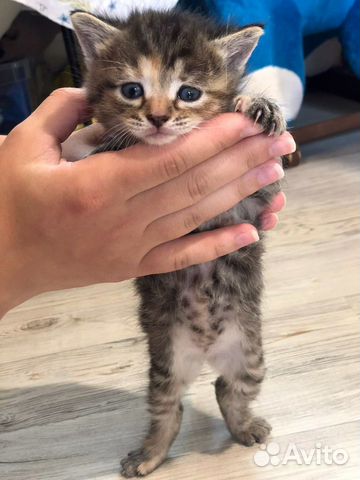 Голубоглазые котята