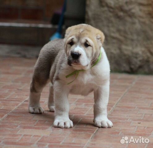 Среднеазиатская овчарка алабай щенки