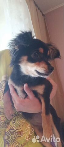 Найдена собака район ул. Урывского. Верну хозяевам