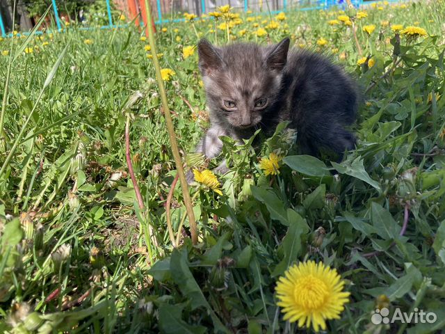 Курильский бобтейл