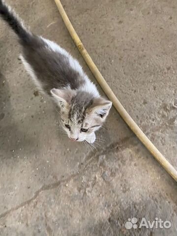 Кошечка в добрые руки(котенок)