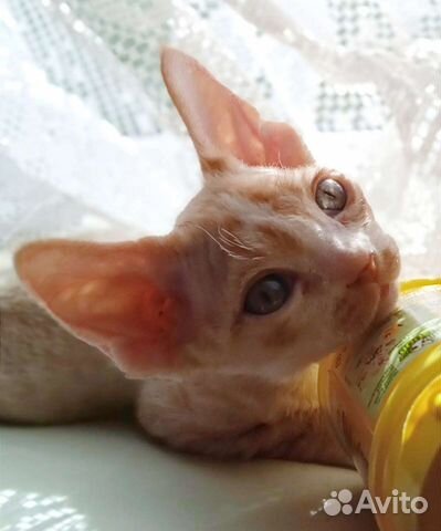 Котенок девон-рекс 2 мес
