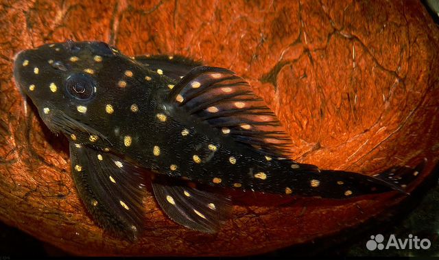 L 201 Гипанциструс инспектор