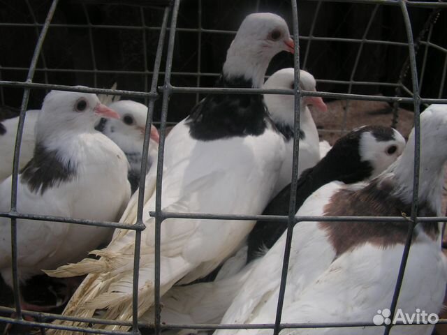 Голуби гривуны