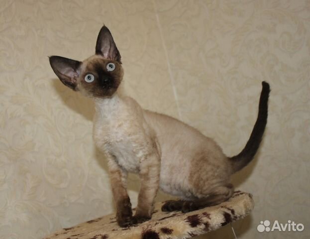 Голубоглазая Агата девон рекс