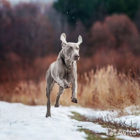 Щенки веймаранера