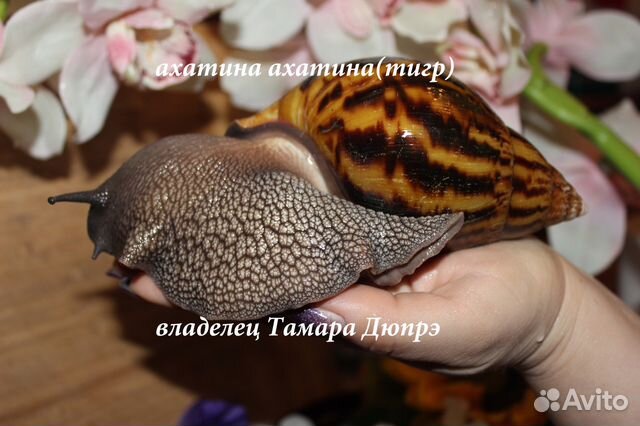 Улитки с розовой ножкой и серыми рожками