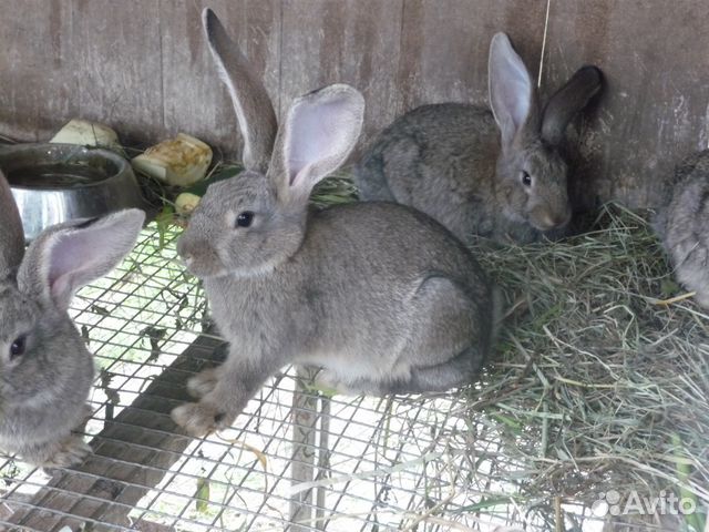 Продаются кролики