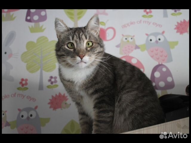 Котик в добрые руки