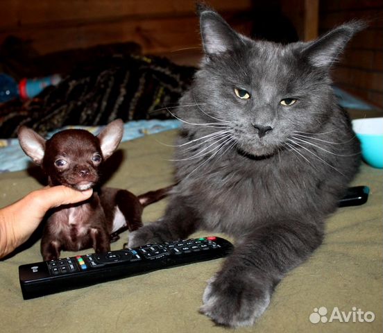 Чихо-куно-счастье готово войти и в ваш дом. Видео