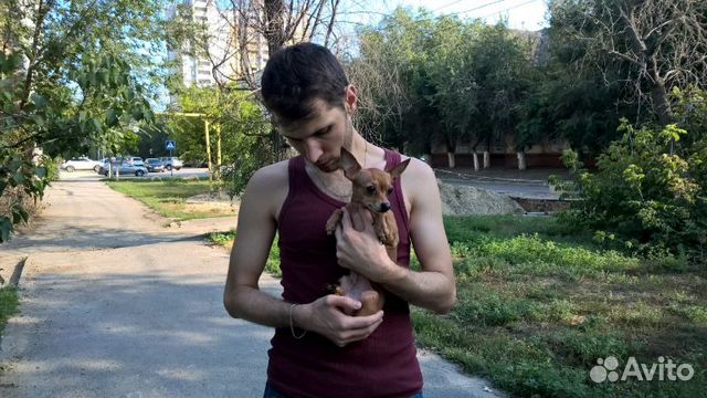 Кобель Той-терьера вязка