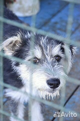 Дизель из приюта в поисках дома