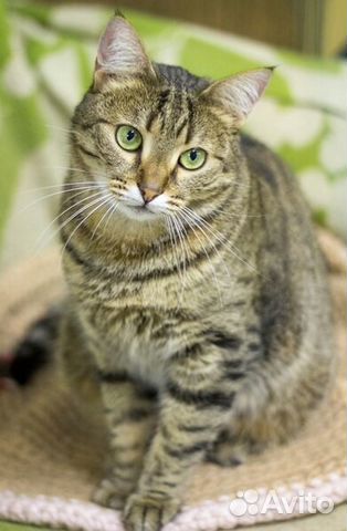 В добрые ответственные руки