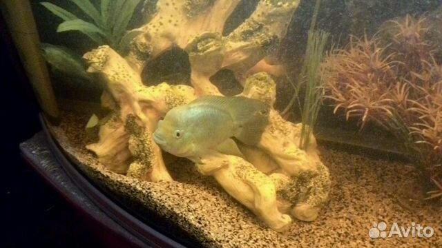 Продаются флаувер хорн тайсилк