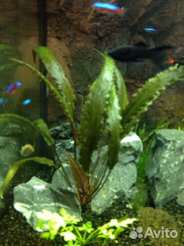 Криптокорина Вендта, Анубиас Бартера