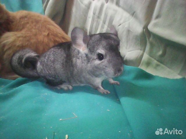 Шиншилёнок стандарт