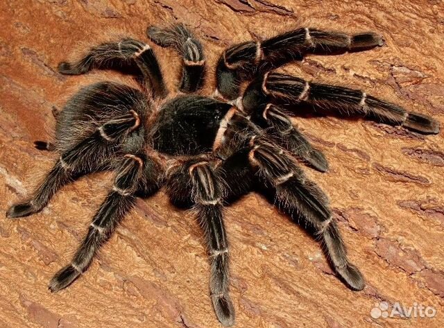 Паук птицеед Lasiodora parahybana (Лошадиный паук)